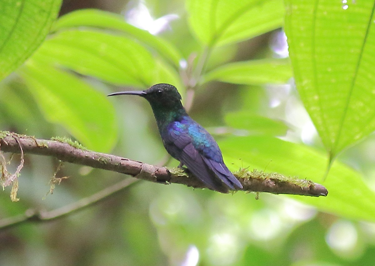 eBird Checklist - 22 Mar 2022 - Arenal Observatory Lodge - 19 species