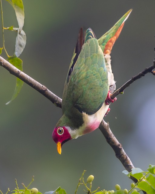 Jambu Fruit Dove