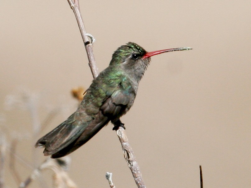 Dusky Hummingbird - eBird