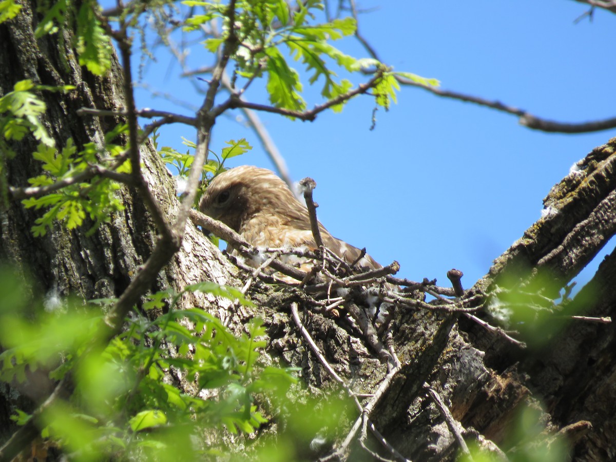 eBird Checklist - 29 Apr 2022 - Oak Park, Wichita - 27 species