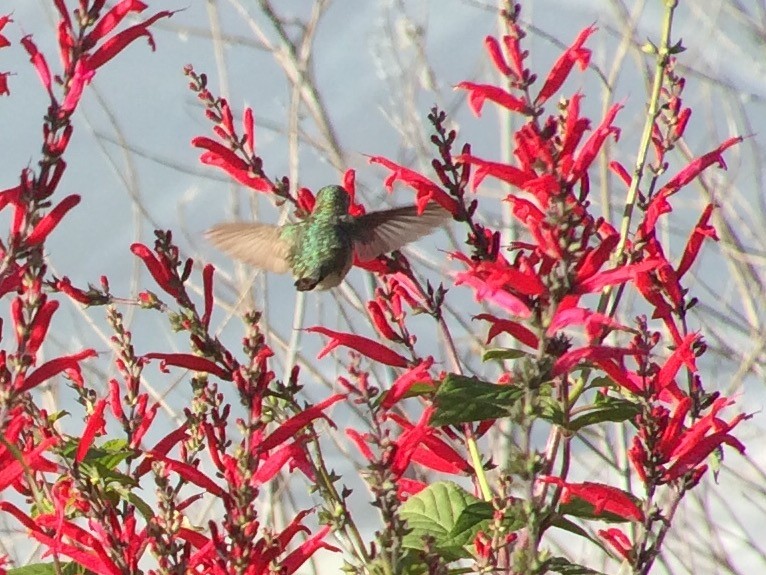eBird Checklist - 19 Nov 2016 - Water Mill (hamlet) - 10 species