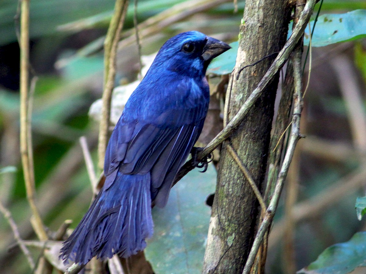 Amazonian Grosbeak - Cyanoloxia rothschildii - Birds of the World
