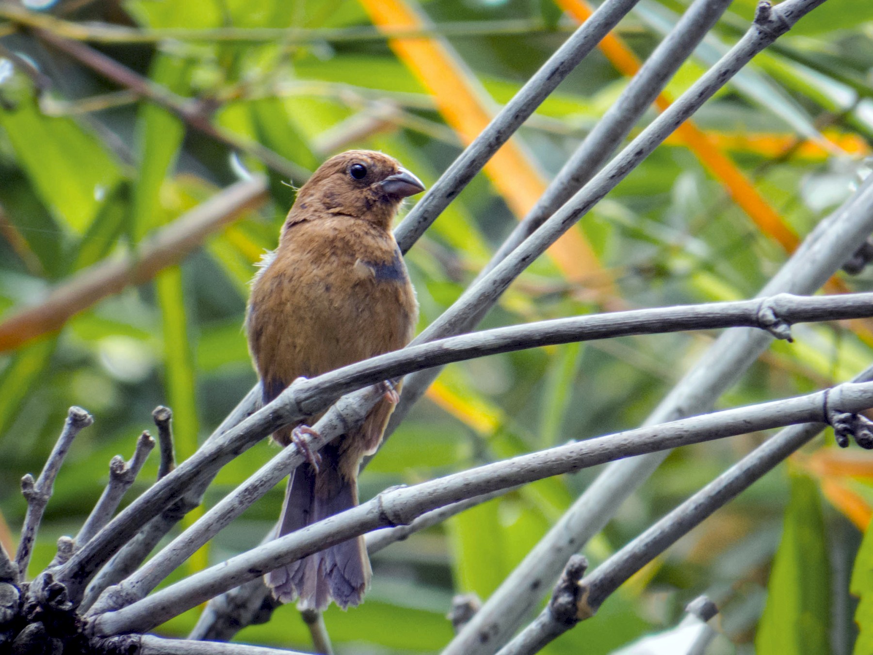 Blue Seedeater - eBird