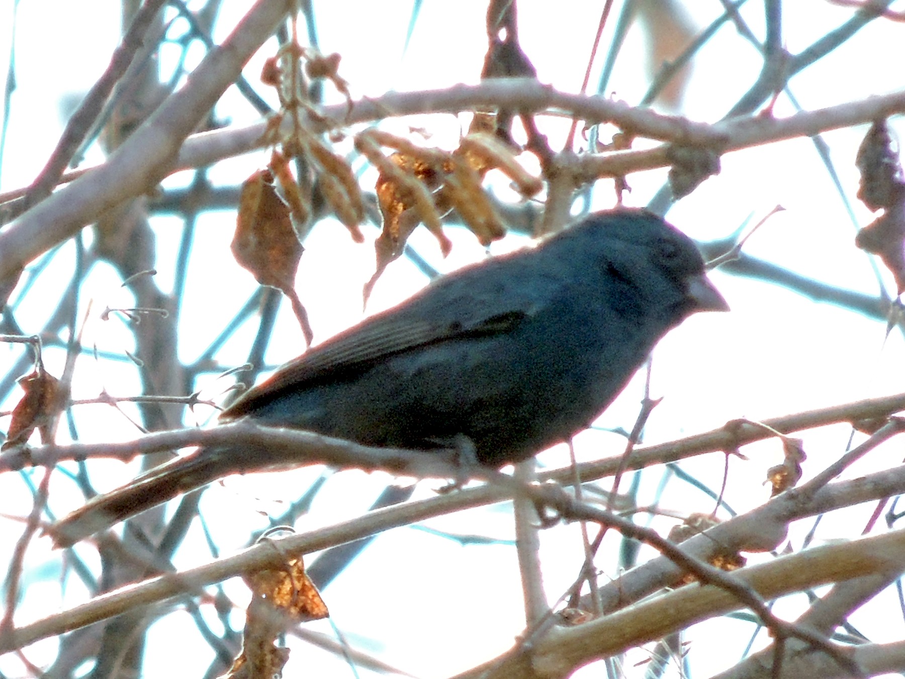 Blue Seedeater - eBird