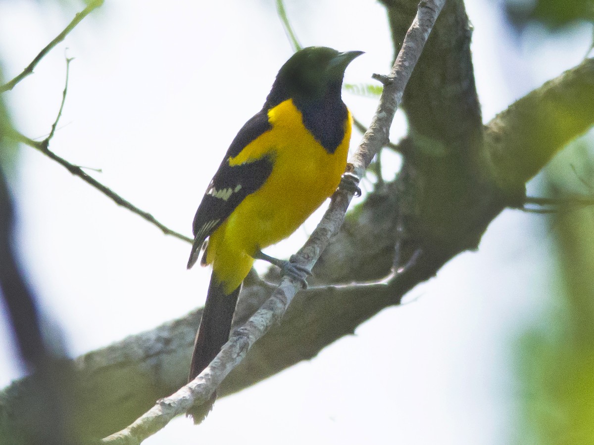 Bar-winged Oriole - Icterus maculialatus - Birds of the World