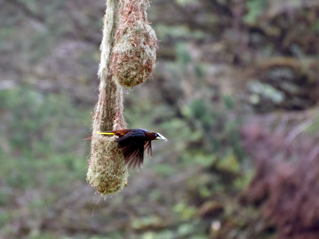 Chestnut-headed Oropendola - eBird