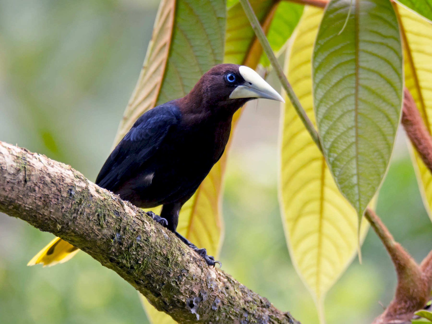 Chestnut-headed Oropendola - eBird