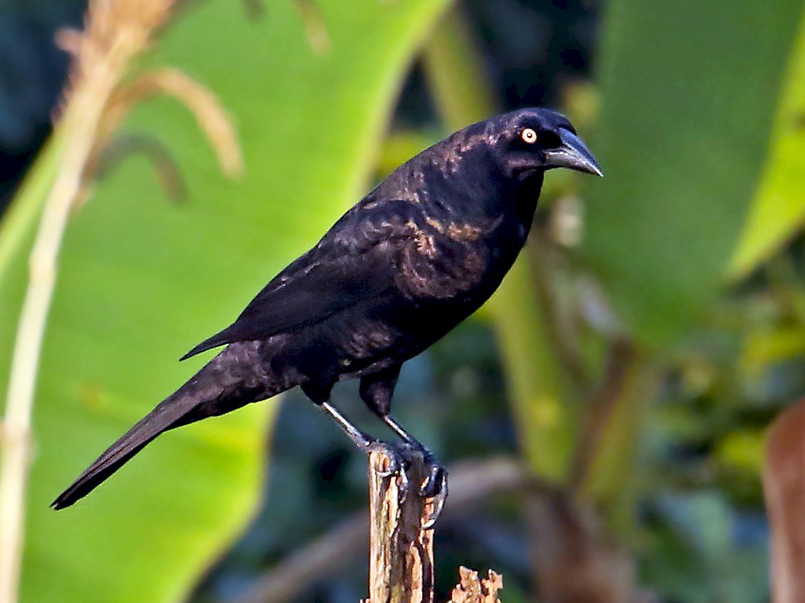 Giant Cowbird - Molothrus oryzivorus - Birds of the World