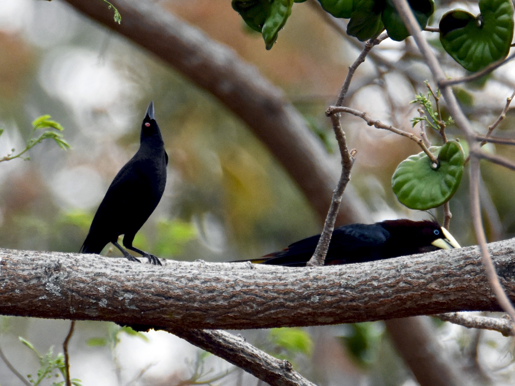 Giant Cowbird - eBird