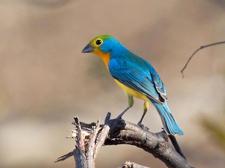 Colorín Pecho Naranja - eBird