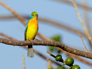 Colorín Pecho Naranja - eBird