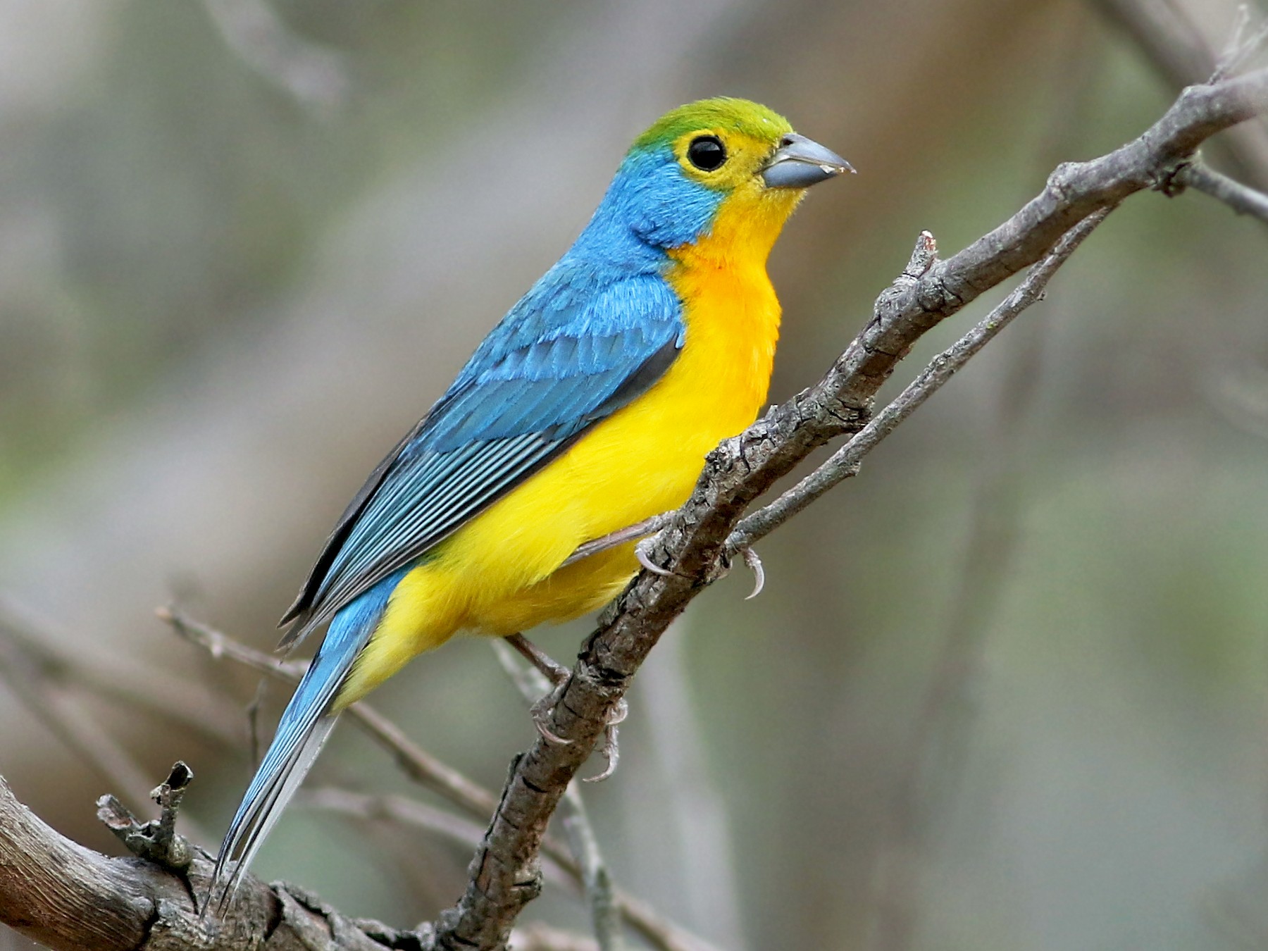 Passerin arc-en-ciel - eBird