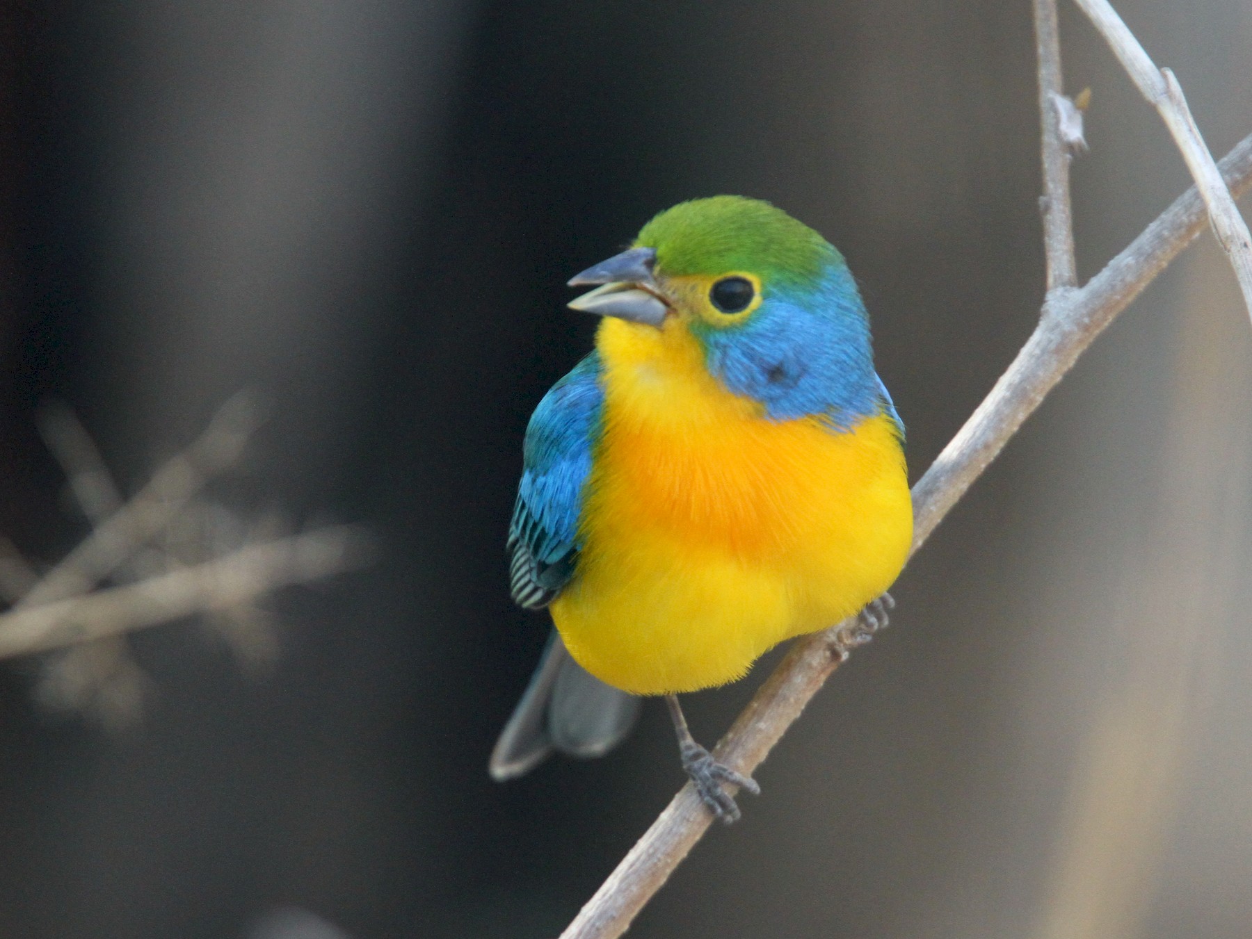 Orange-breasted Bunting - eBird