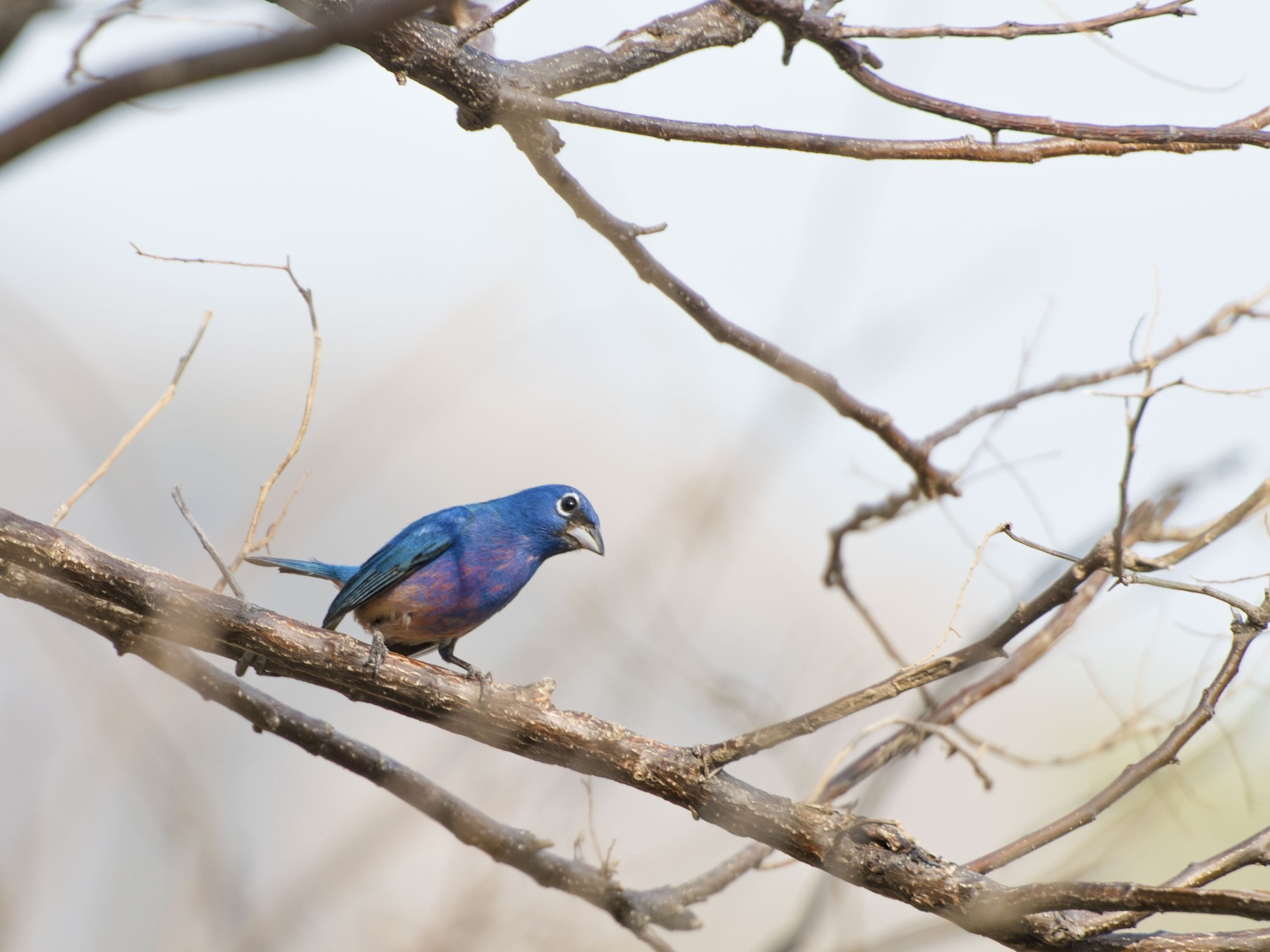 Rose-bellied Bunting - eBird