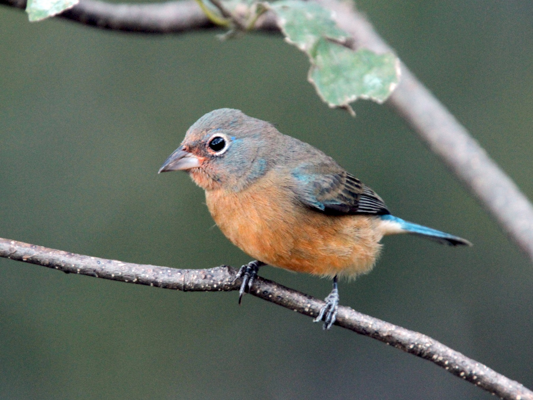 Azulillo Ventrirrosado - eBird