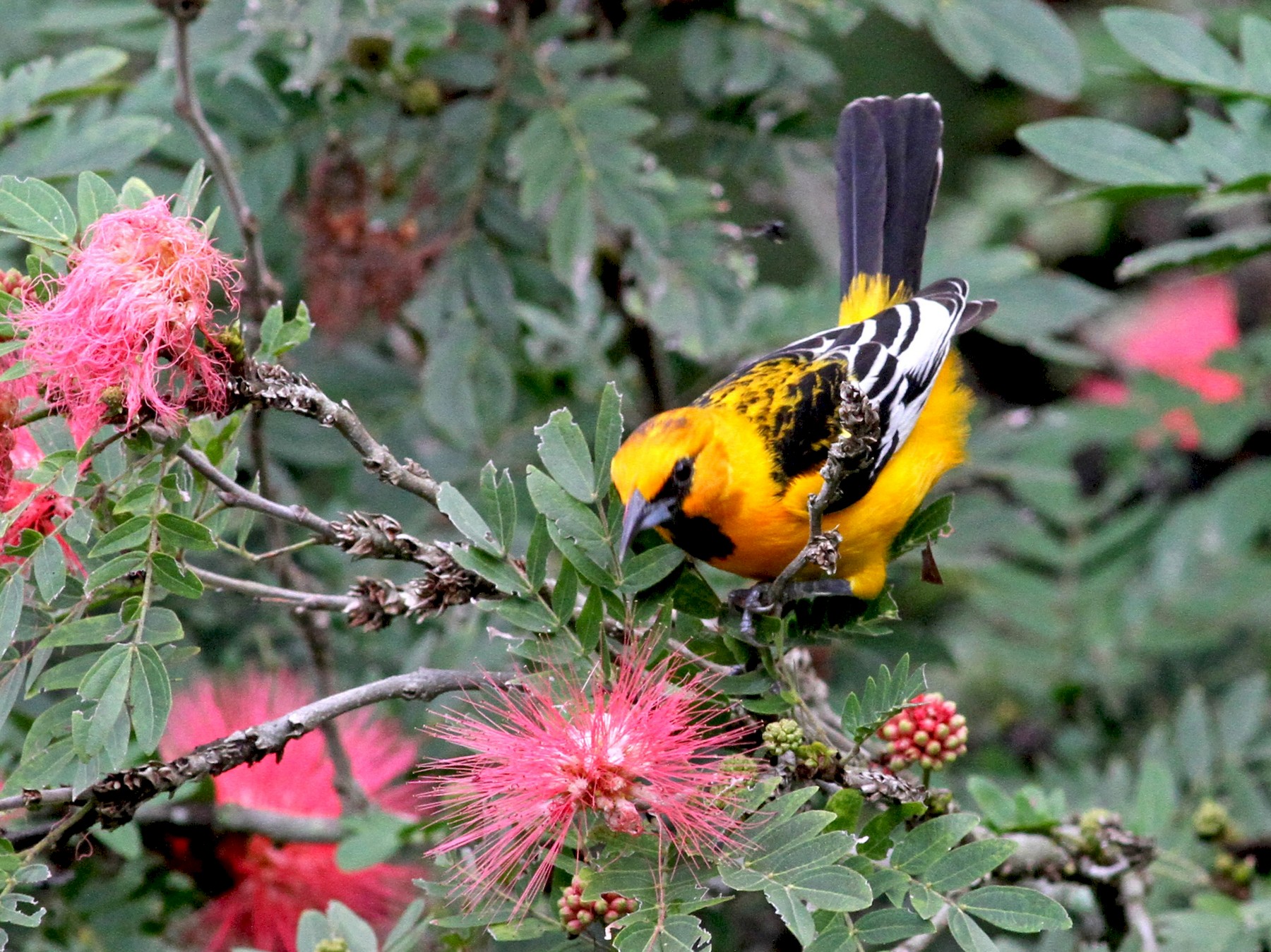 Calandria Dorso Rayado - eBird