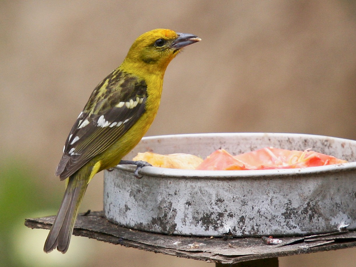 Flame-colored Tanager - eBird