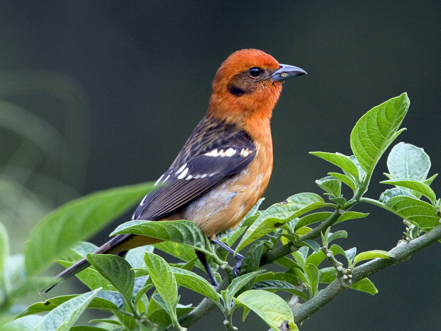Flame-colored Tanager - eBird
