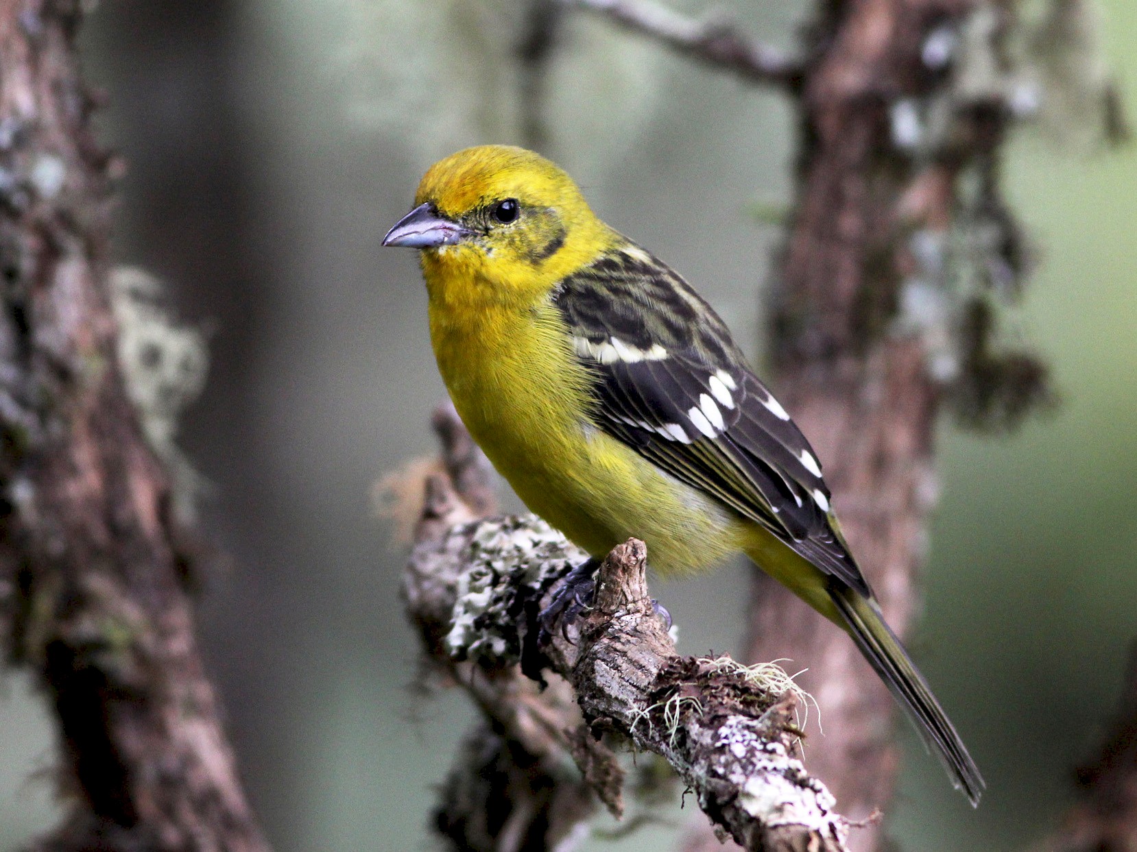 Flame-colored Tanager - eBird