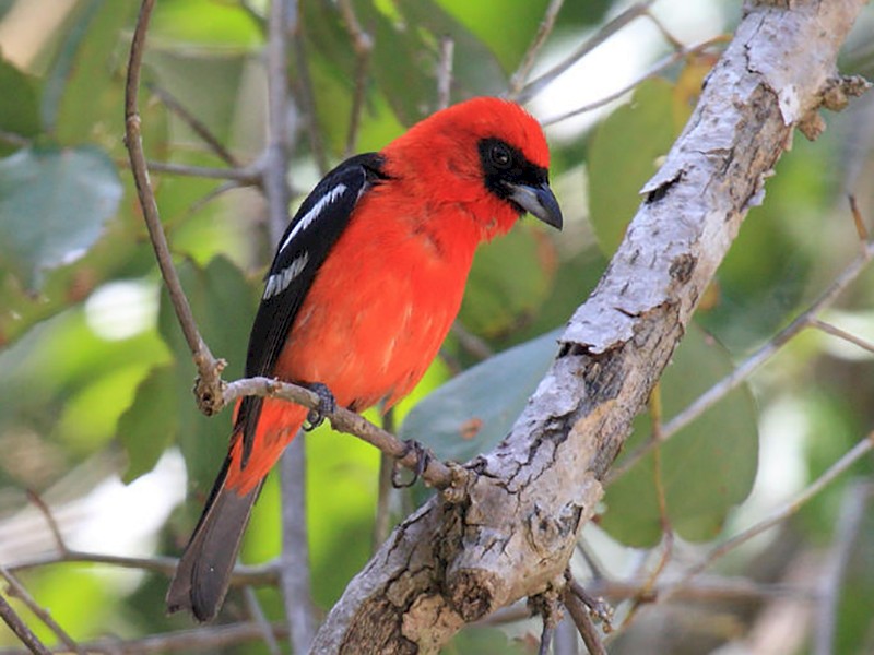 White-winged Tanager - Piranga leucoptera - Birds of the World