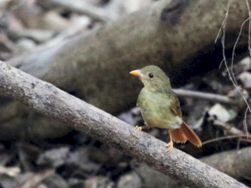Red-crowned Ant-Tanager - eBird