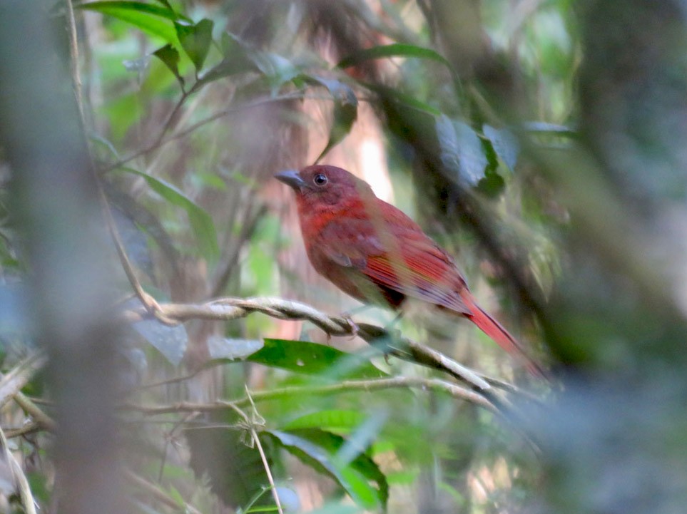 Red-crowned Ant-Tanager - eBird
