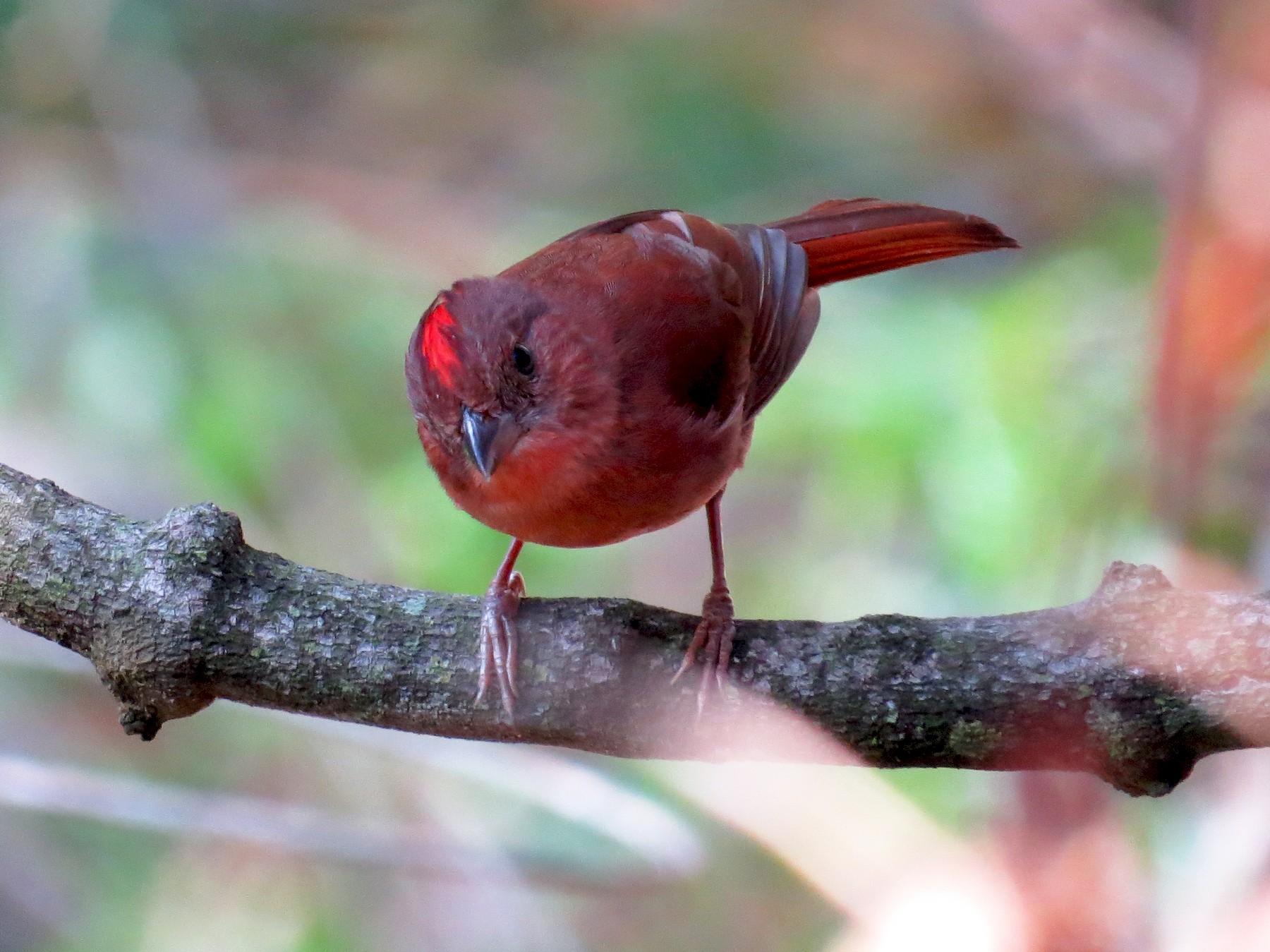 Red-crowned Ant-Tanager - eBird