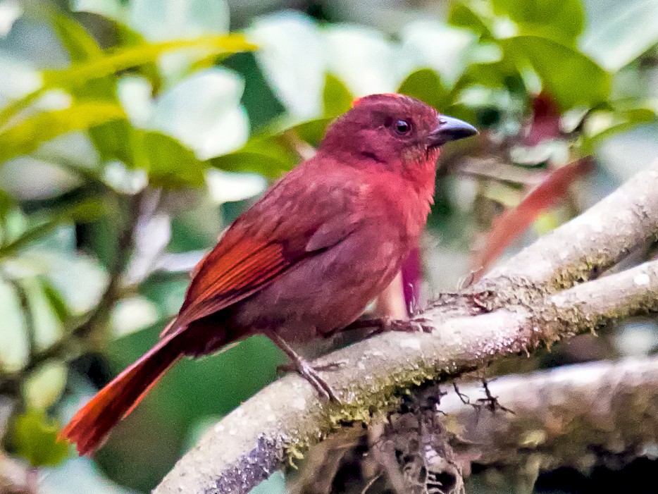 Red-crowned Ant-Tanager - eBird