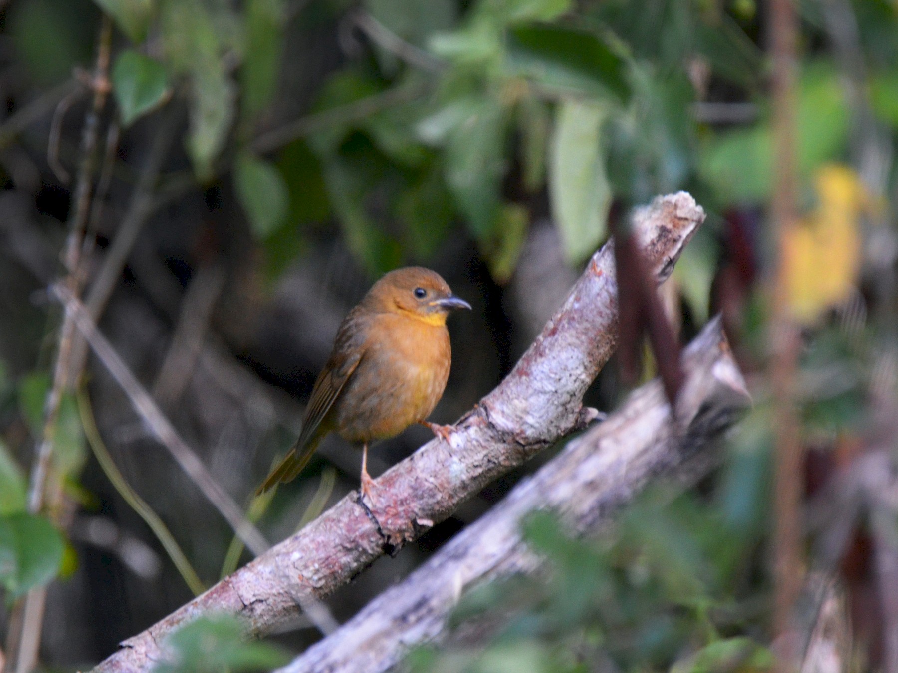 Red-crowned Ant-Tanager - eBird