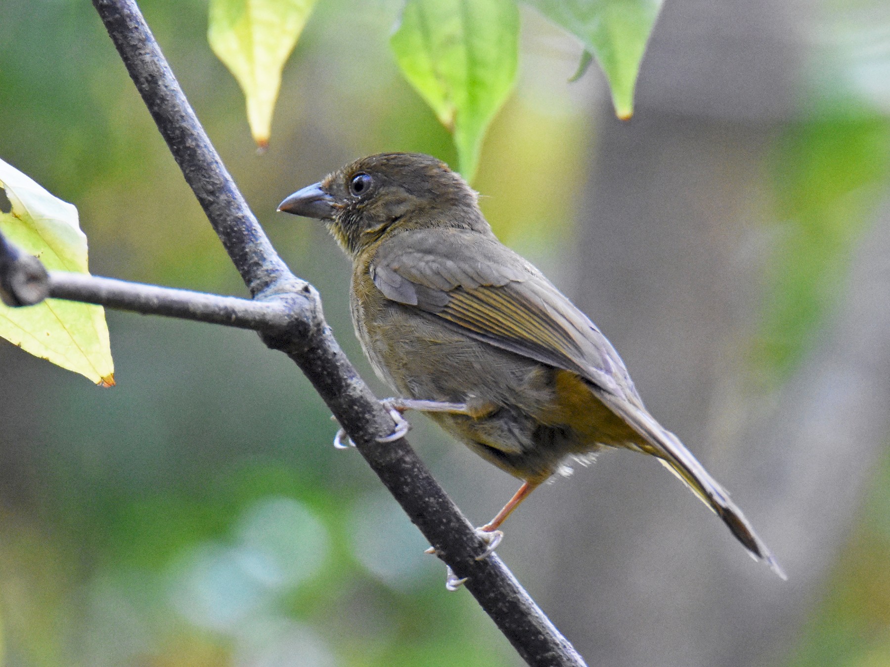 Red-crowned Ant-Tanager - eBird