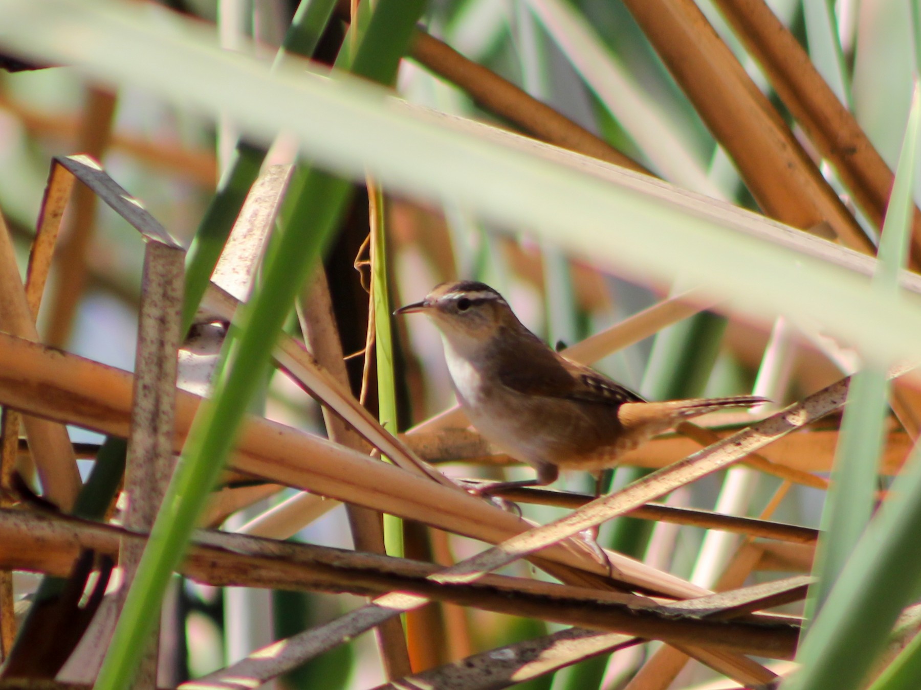 Marsh Wren (tolucensis) - eBird
