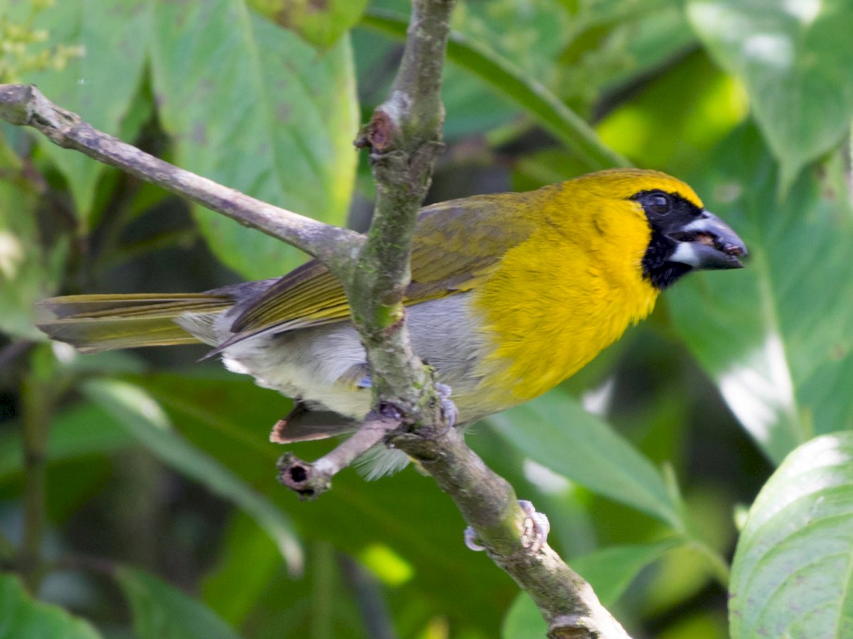 Black-faced Grosbeak - Caryothraustes poliogaster - Birds of the World