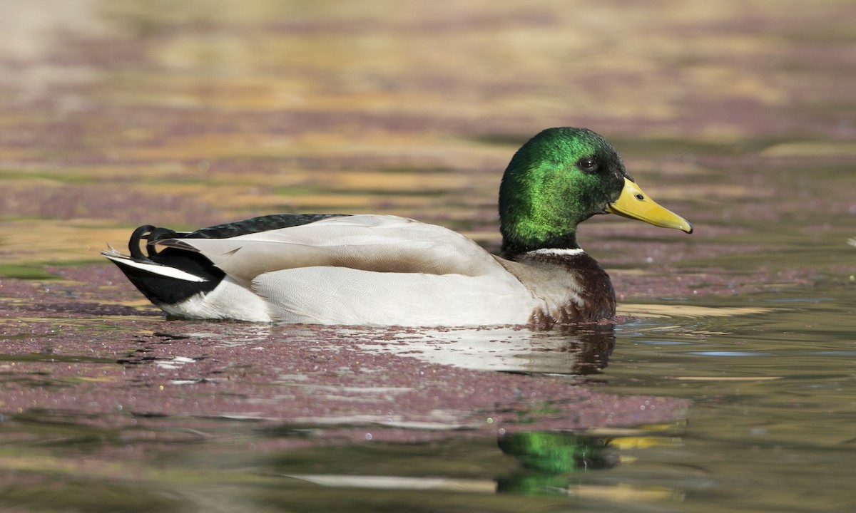 The eBird Taxonomy - eBird