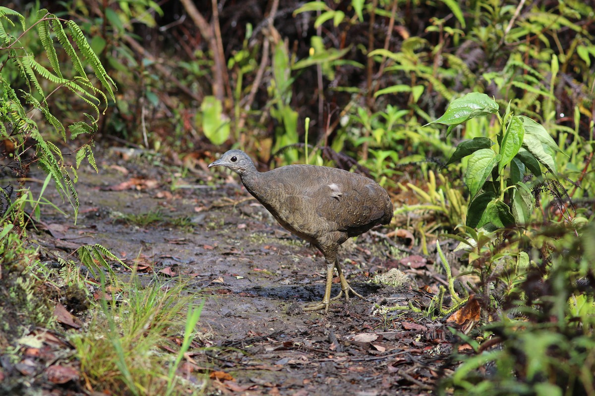 Hooded Tinamou - Nothocercus nigrocapillus - Birds of the World