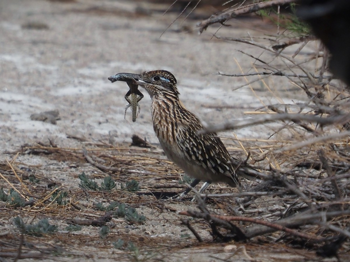 eBird Checklist - 1 May 2022 - Piute Ponds (permit required) - 64 ...
