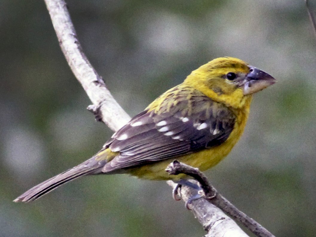 Yellow Grosbeak - eBird
