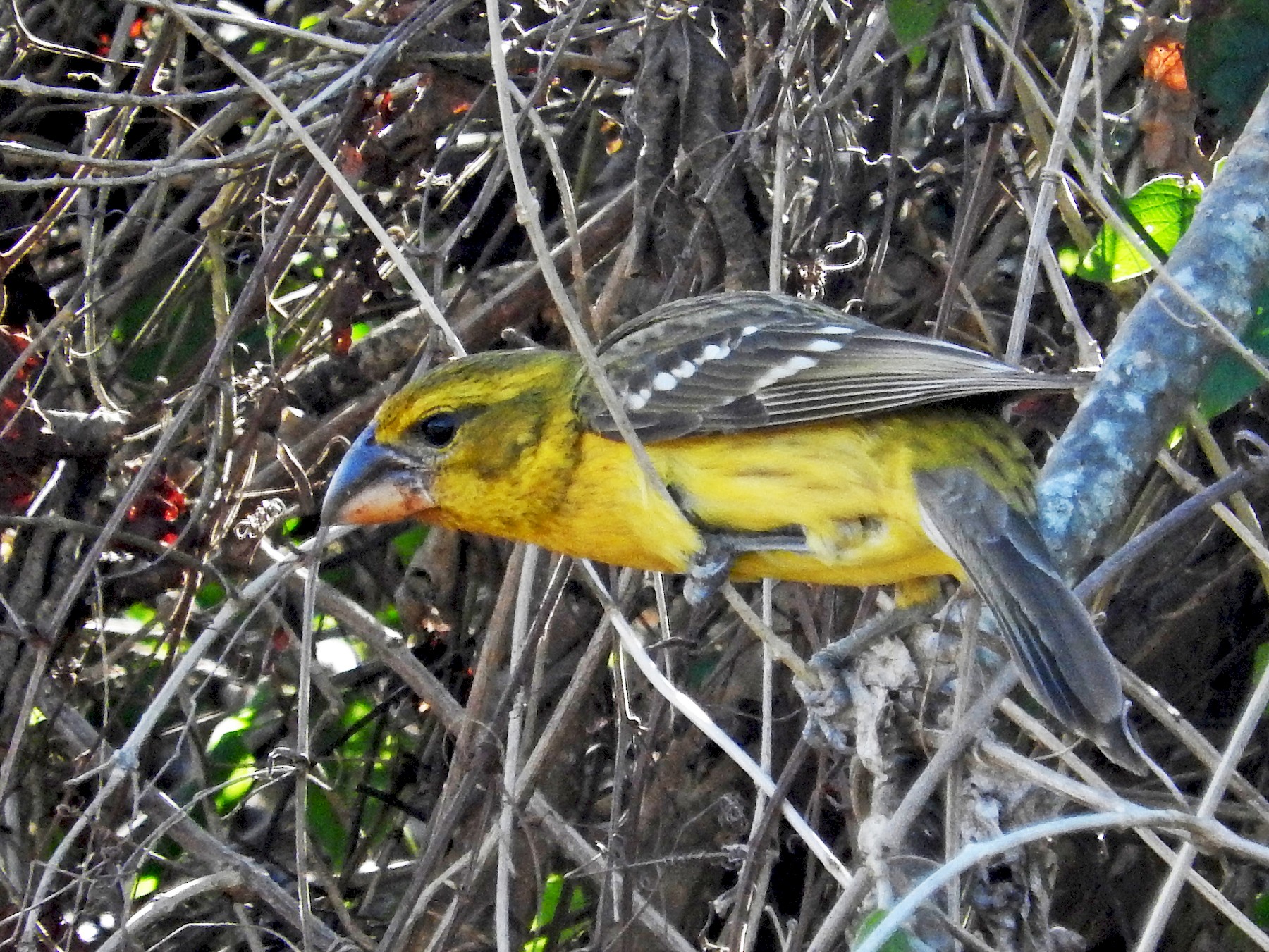 Yellow Grosbeak - eBird