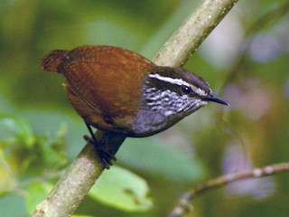 Gray-breasted Wood-Wren - Henicorhina leucophrys - Birds of the World