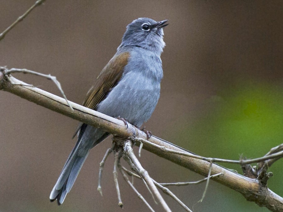 Clarín Jilguero - eBird