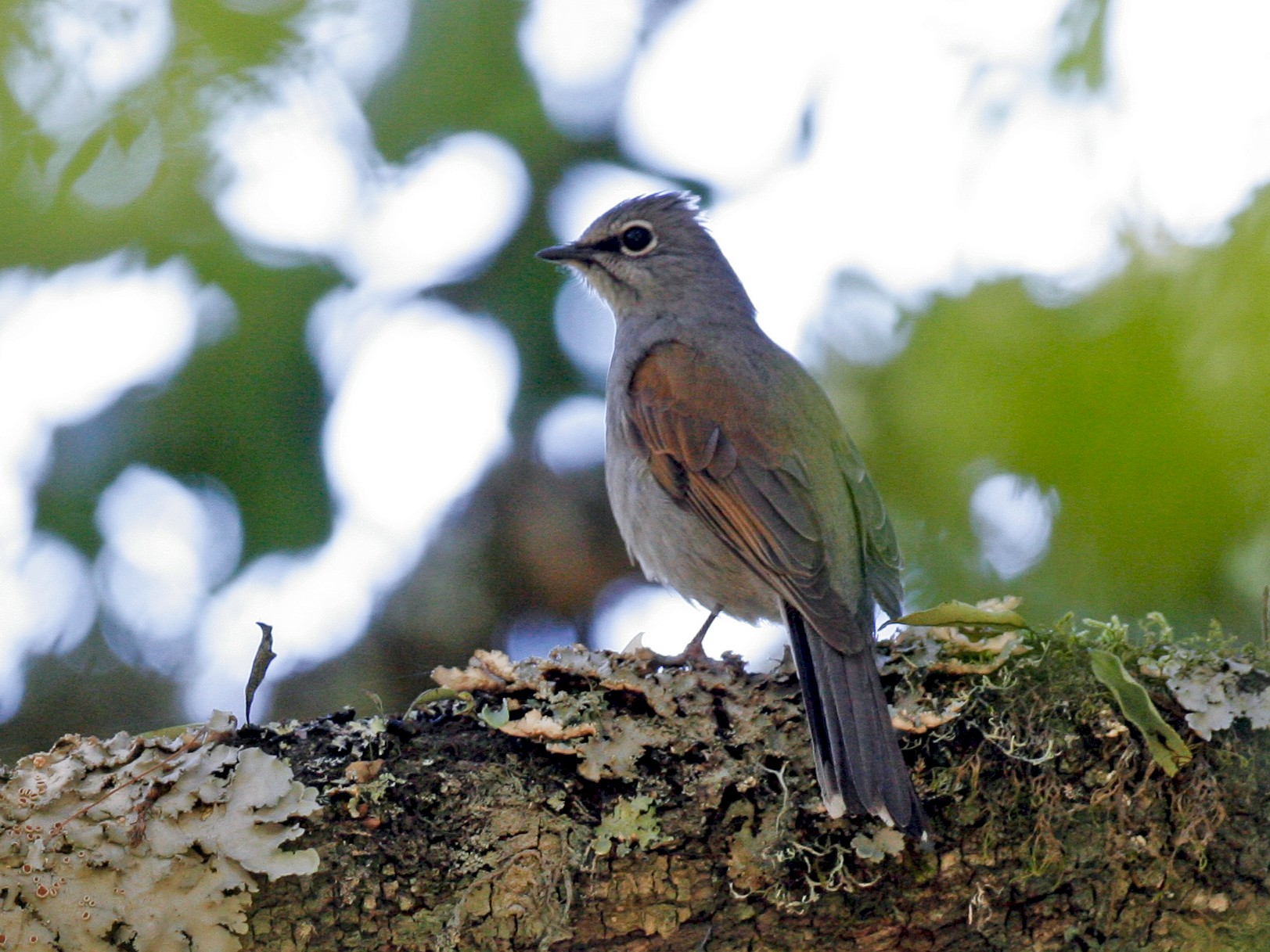 Brown-backed Solitaire - eBird