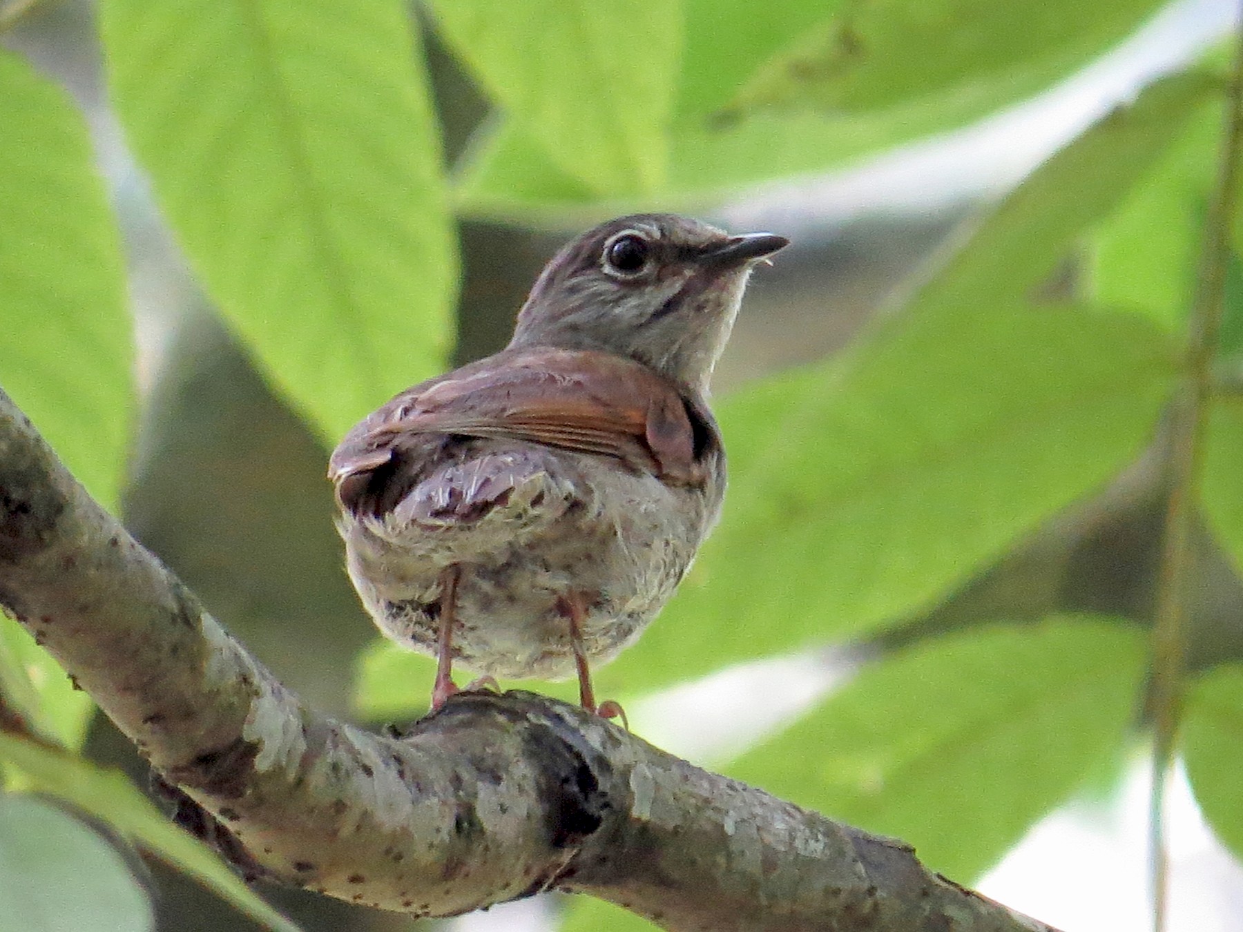Brown-backed Solitaire - eBird