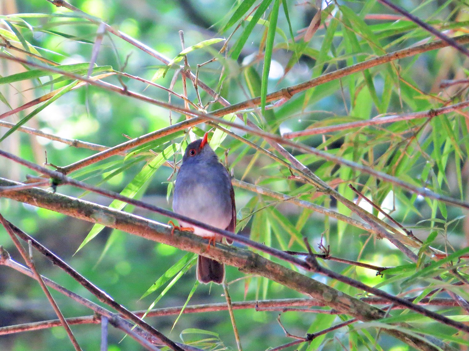 Orange-billed Nightingale-Thrush - eBird