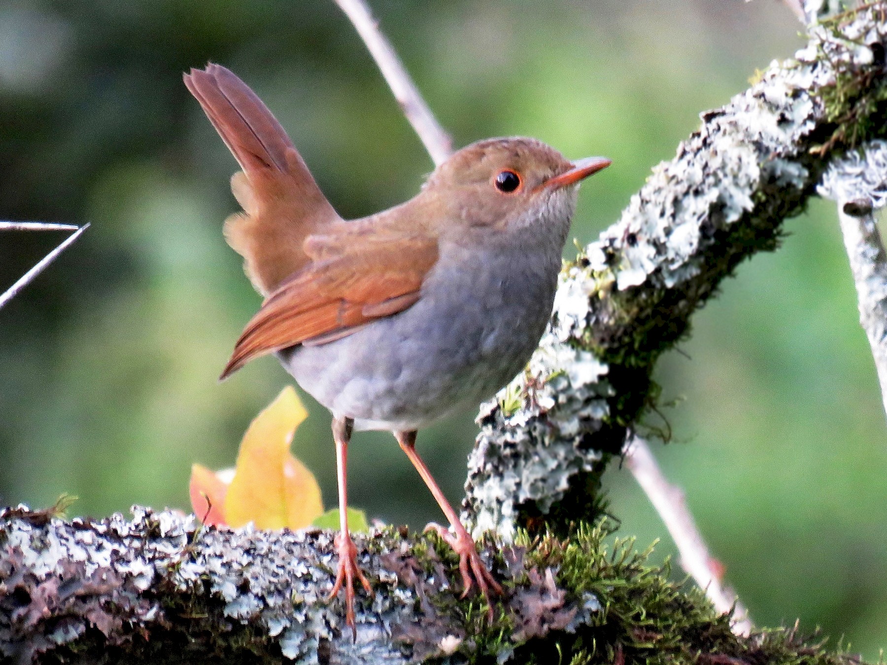 Orange-billed Nightingale-Thrush - eBird