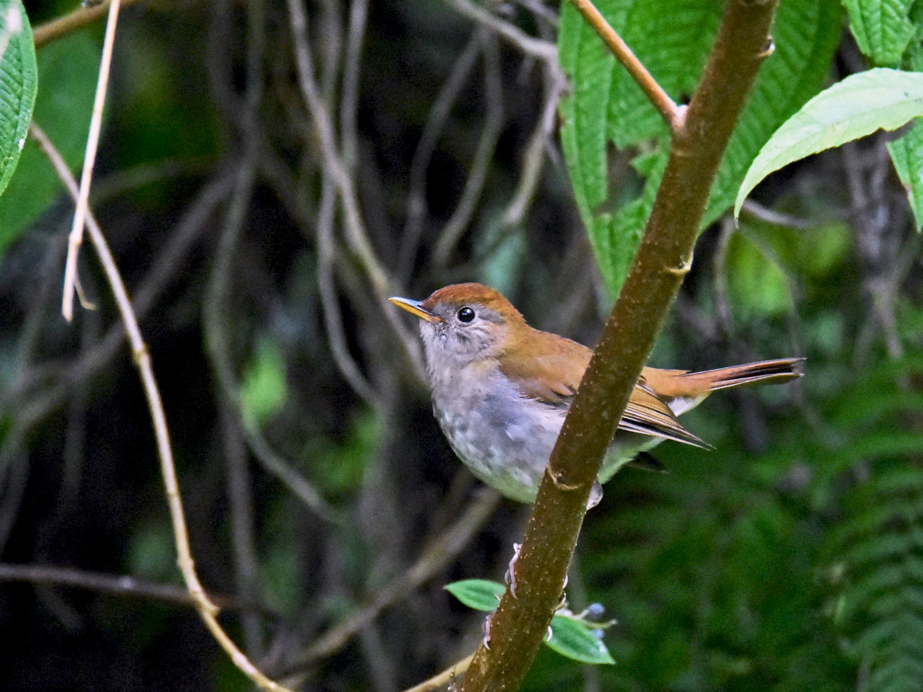Ruddy-capped Nightingale-Thrush - eBird
