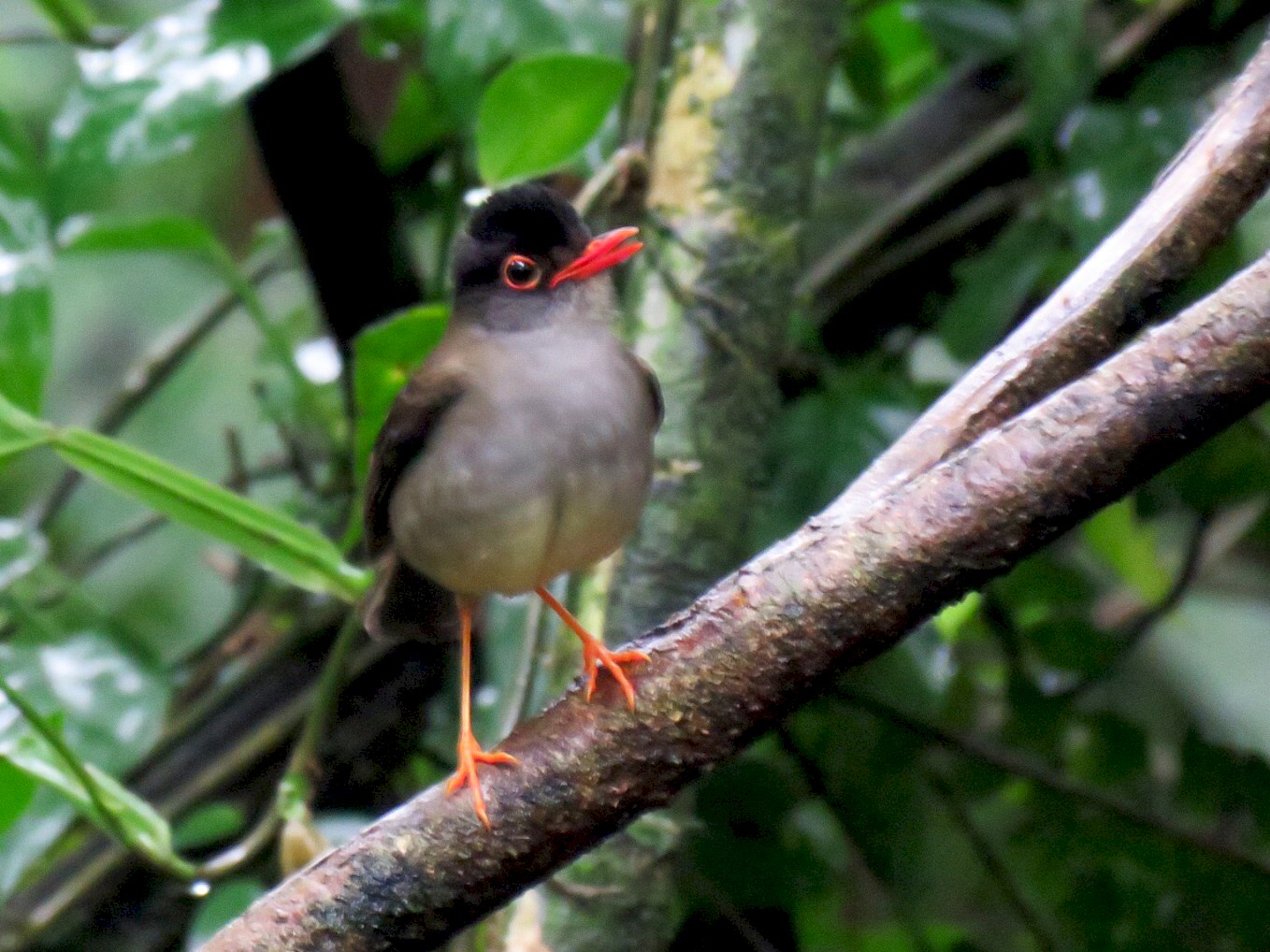 Black-headed Nightingale-Thrush - eBird