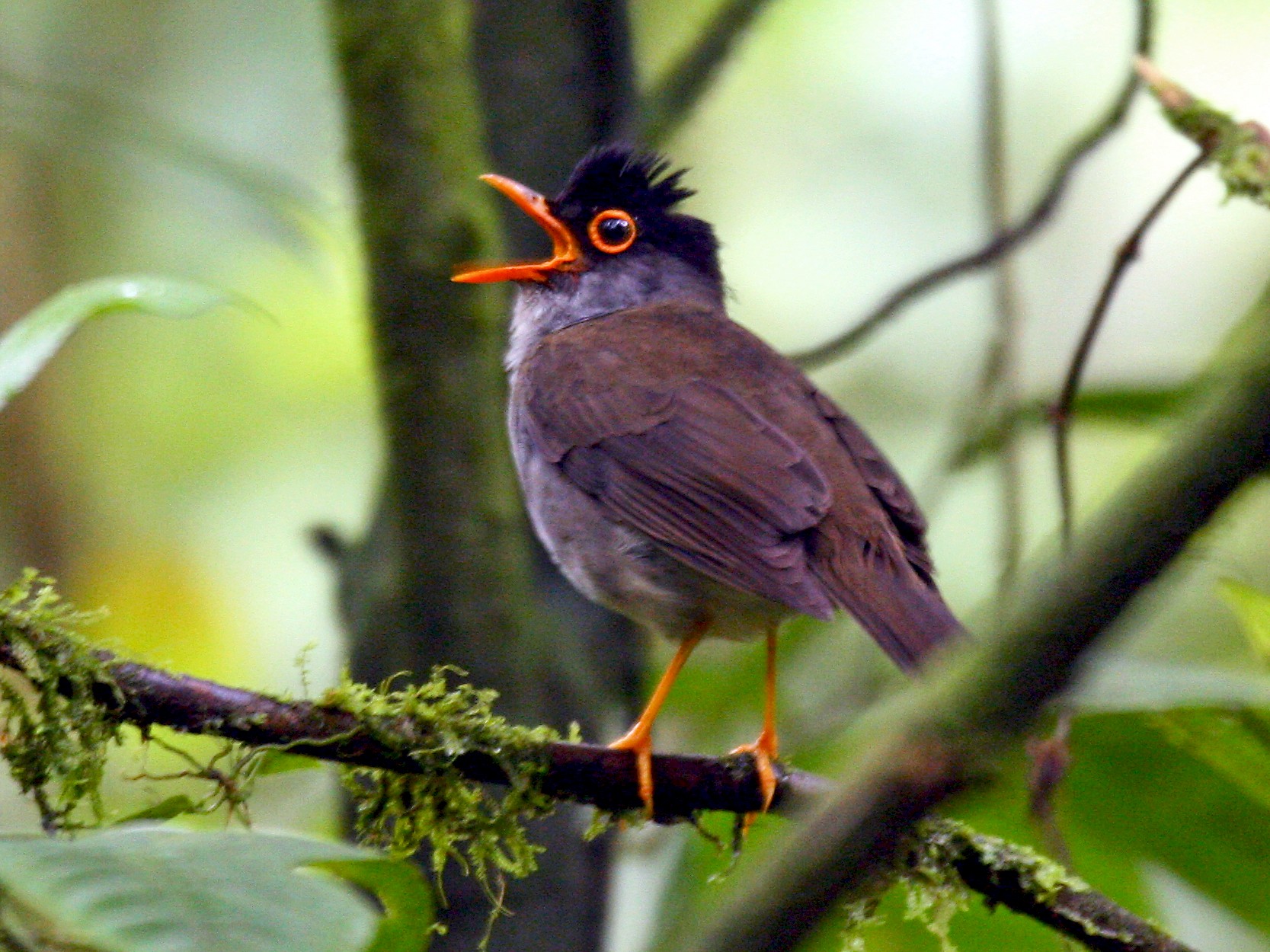 Black-headed Nightingale-Thrush - eBird