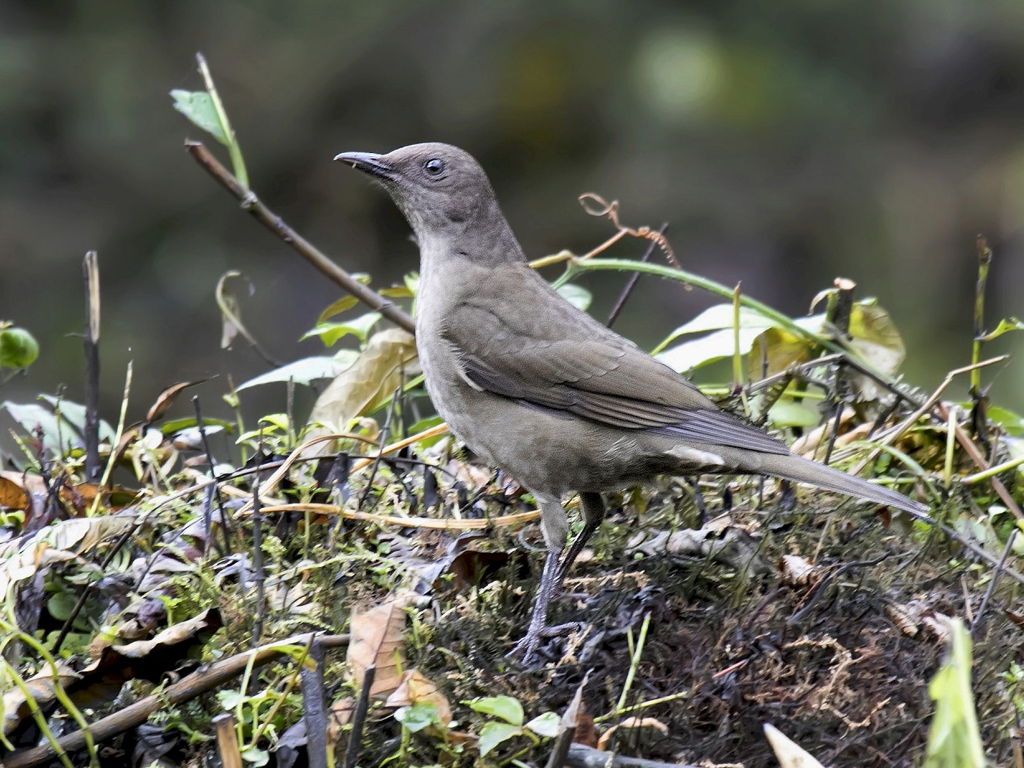 Mountain Thrush - eBird