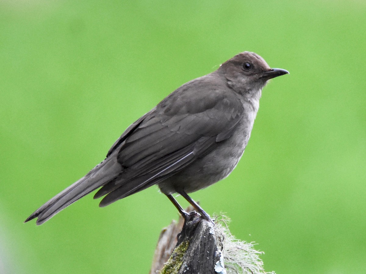 Mountain Thrush - Turdus plebejus - Birds of the World