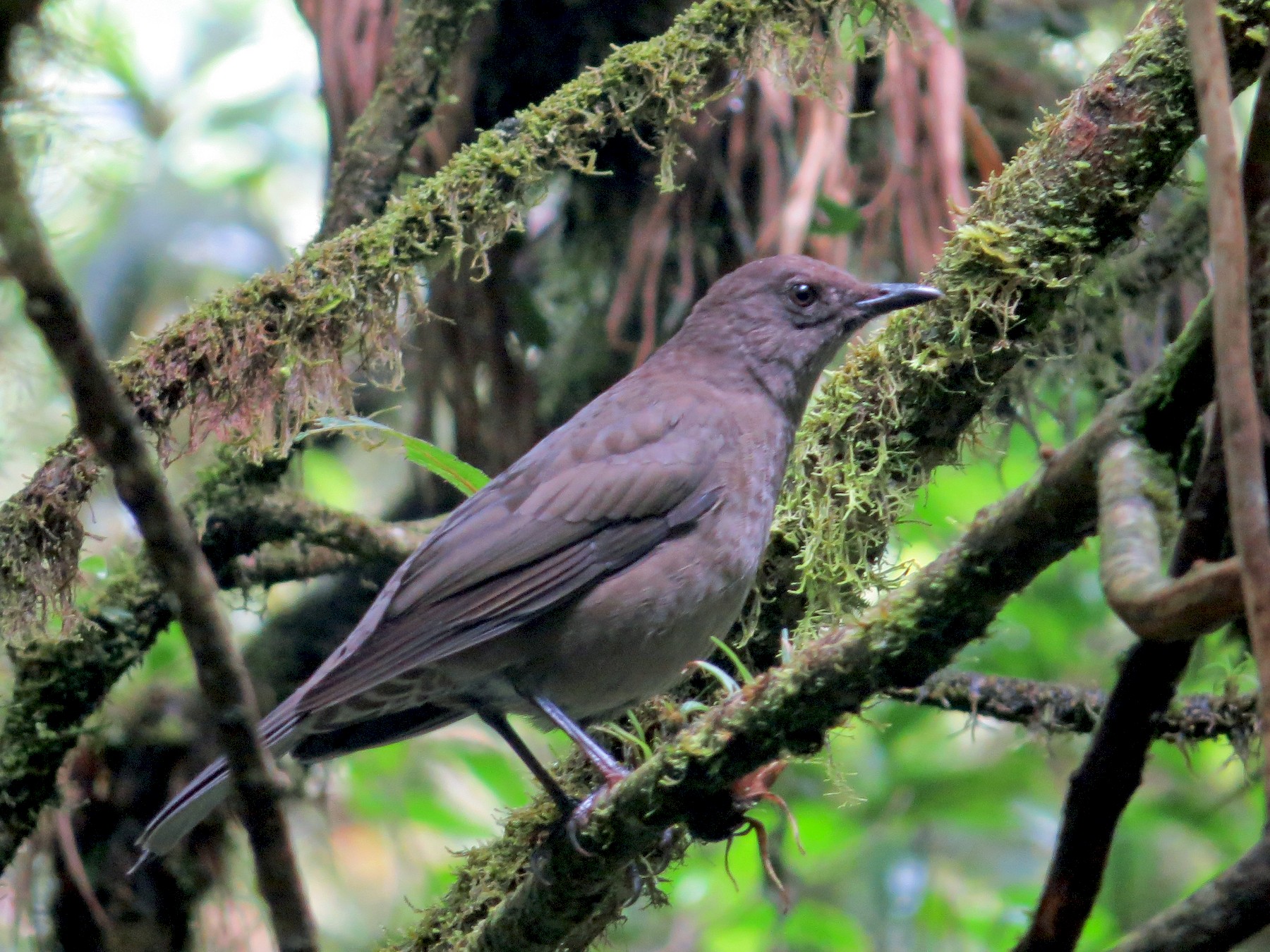 Mountain Thrush - eBird
