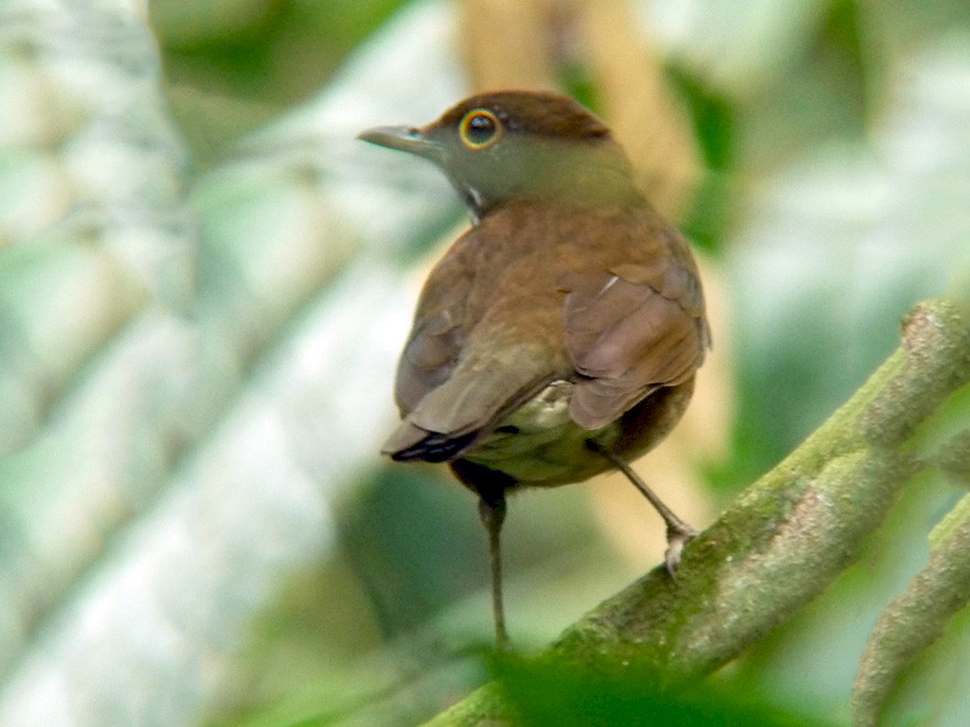 White-throated Thrush - eBird